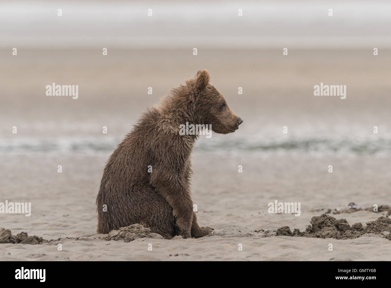 Alaskan brown bear cub sitting on beach Stock Photo - Alamy