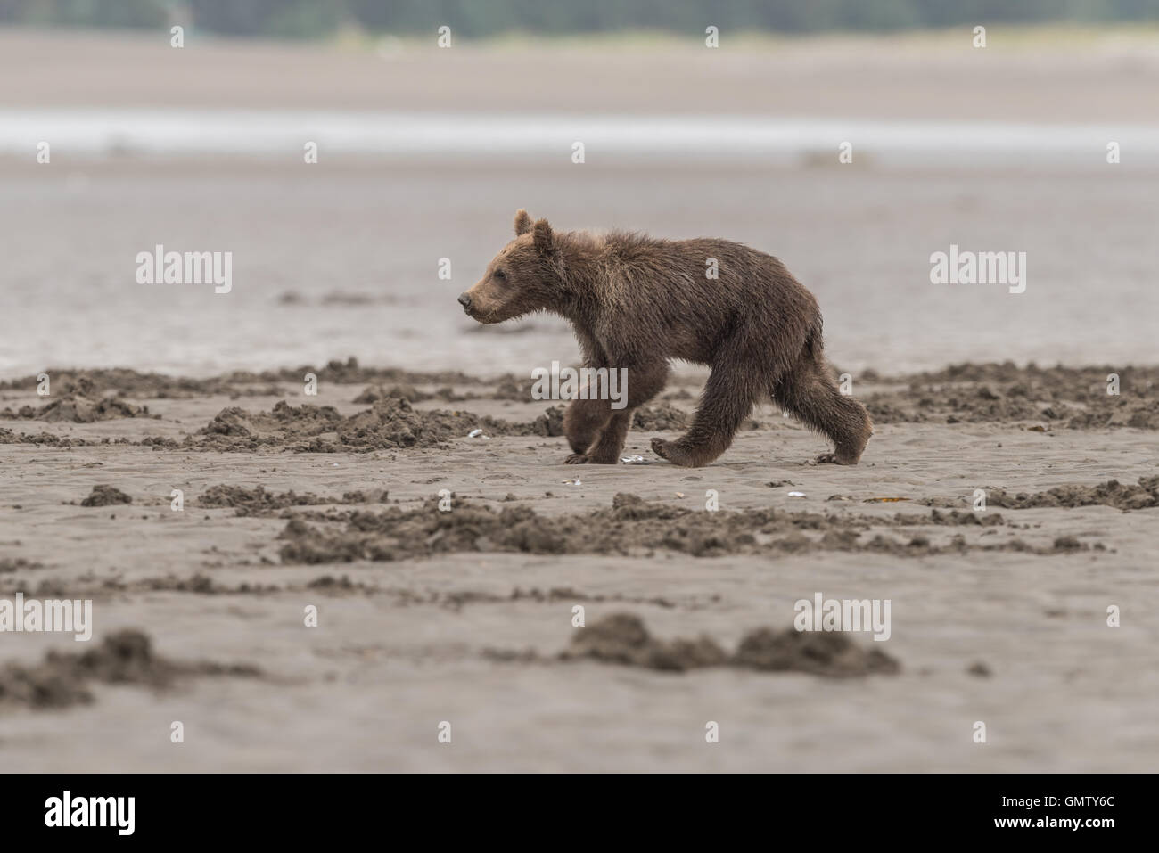 Brown bear cub walking on beach Stock Photo - Alamy
