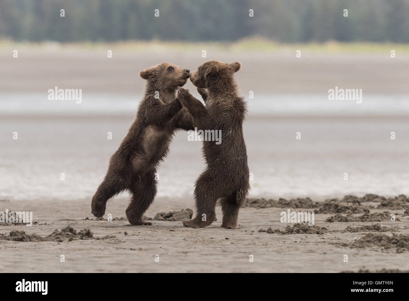 Alaskan brown bear cubs playing Stock Photo - Alamy