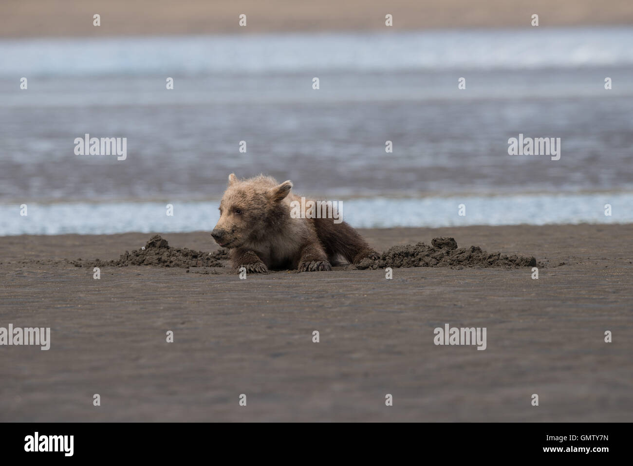 Bear resting on the beach hi-res stock photography and images - Alamy