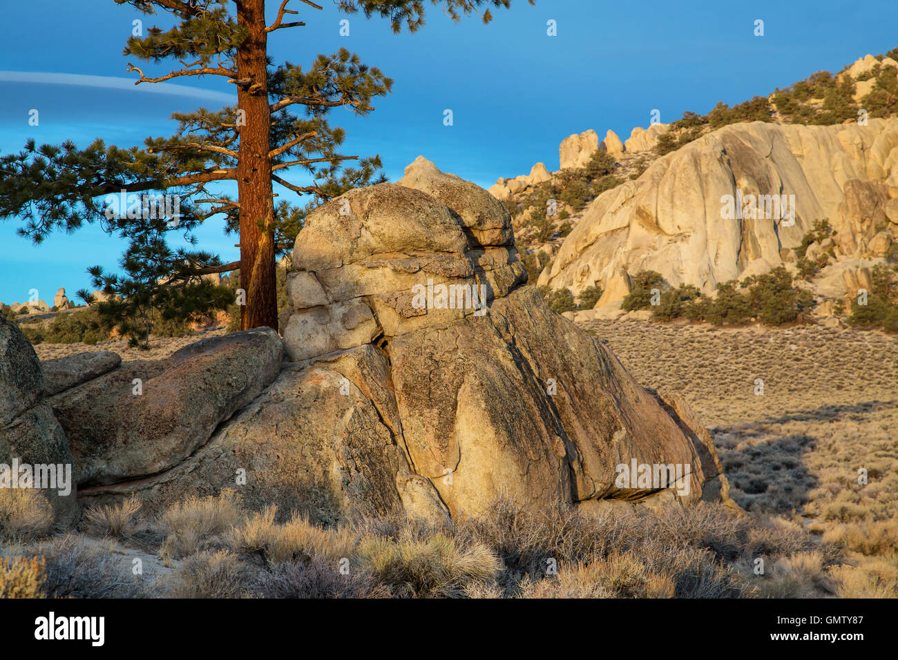 Pinon trees and giant boulders in the sagebrush steppe of the Granite ...