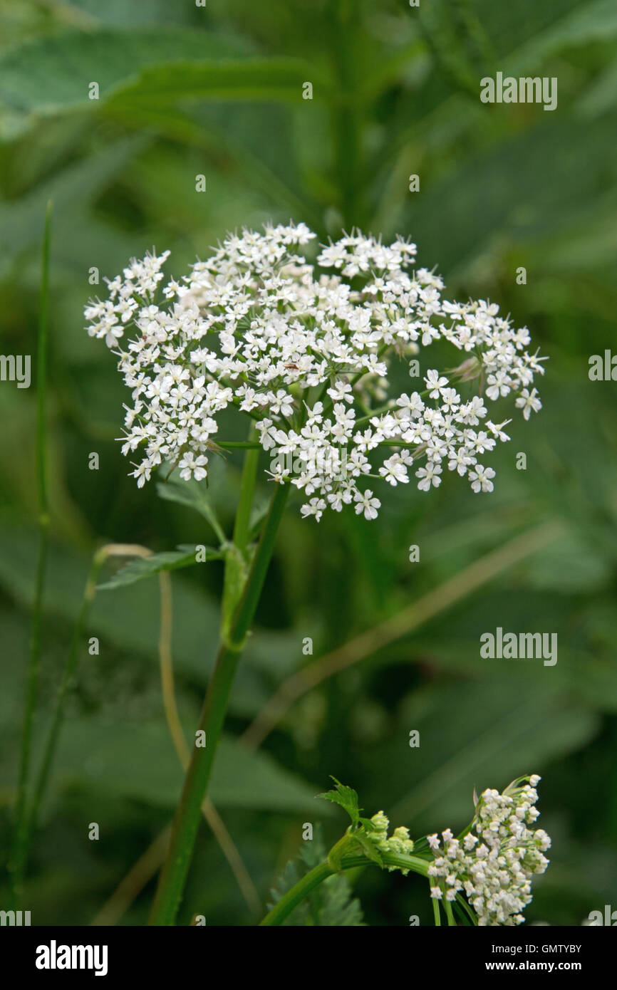 Mutellina adonidifolia is a plant of the Alps in Europe Stock Photo - Alamy