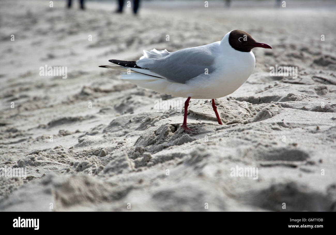 Dove at the beach in Zingst at the peninsula Darss, Germany Stock Photo ...