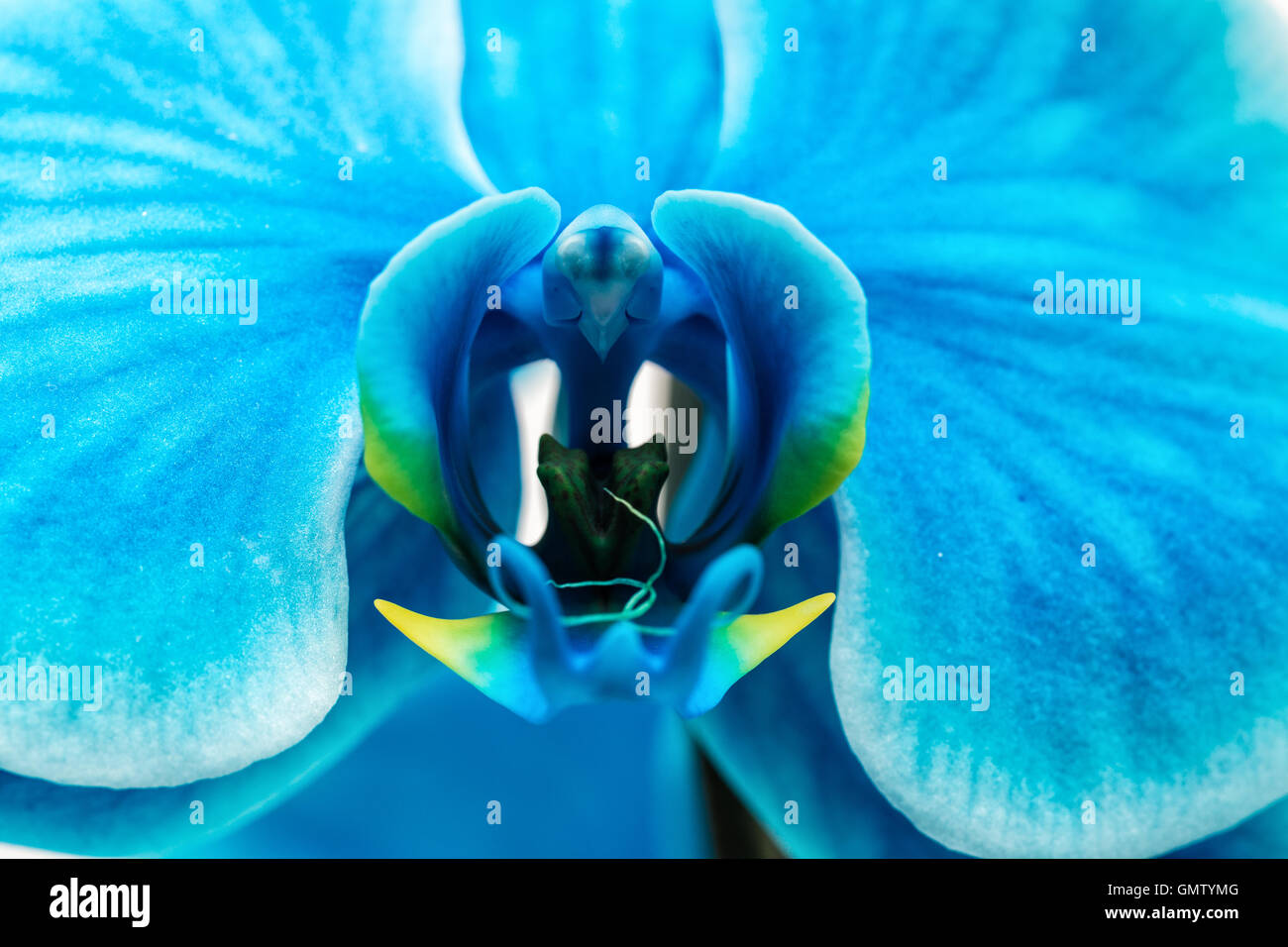 Blue orchid hi-res stock photography and images - Alamy
