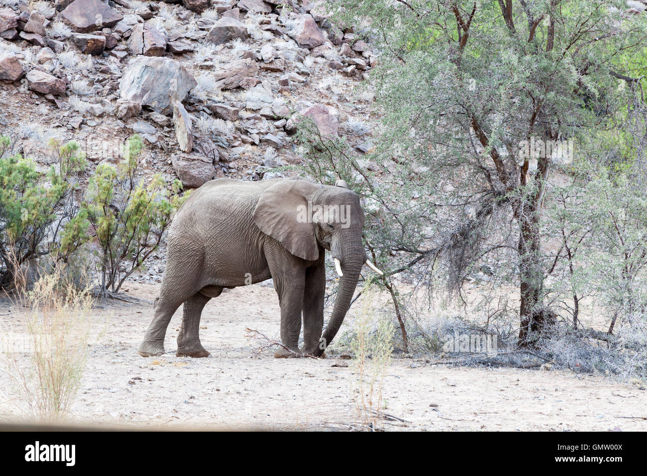 Desert-adapted elephants at natural oasis, Damaraland, Namibia Stock ...