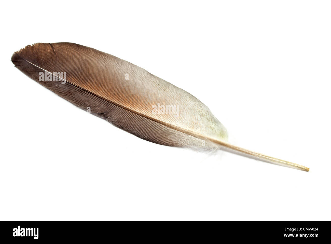 Gray feather isolated on white Stock Photo - Alamy