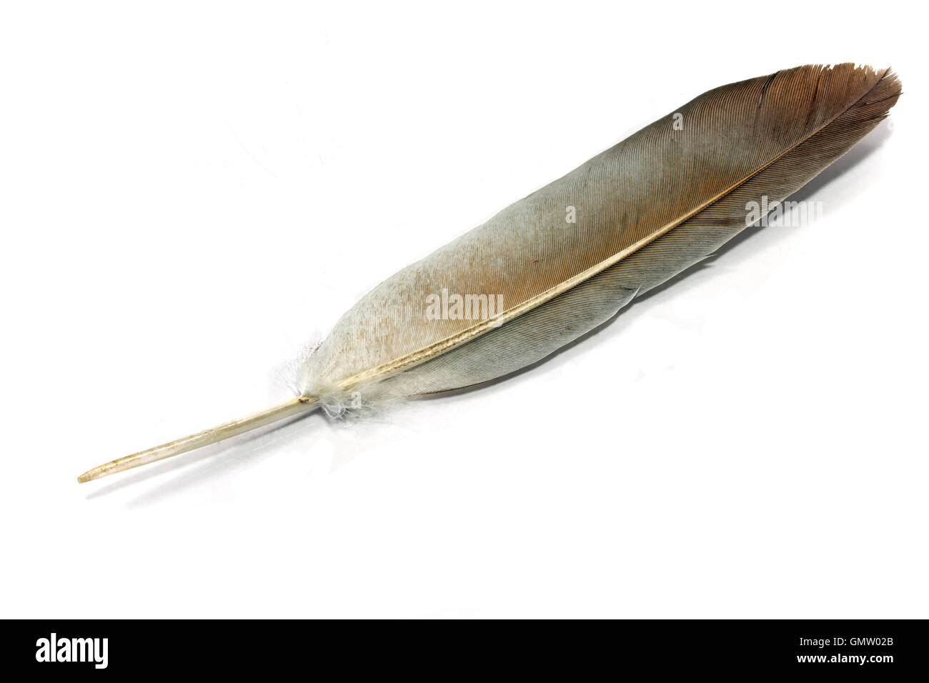 Gray feather isolated on white Stock Photo - Alamy