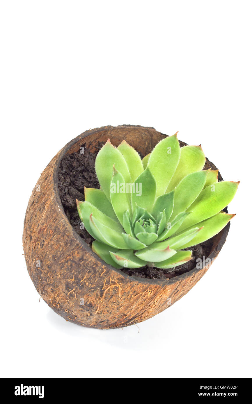 Houseleek plant (sempervivum) in coconut pot isolated on white Stock ...