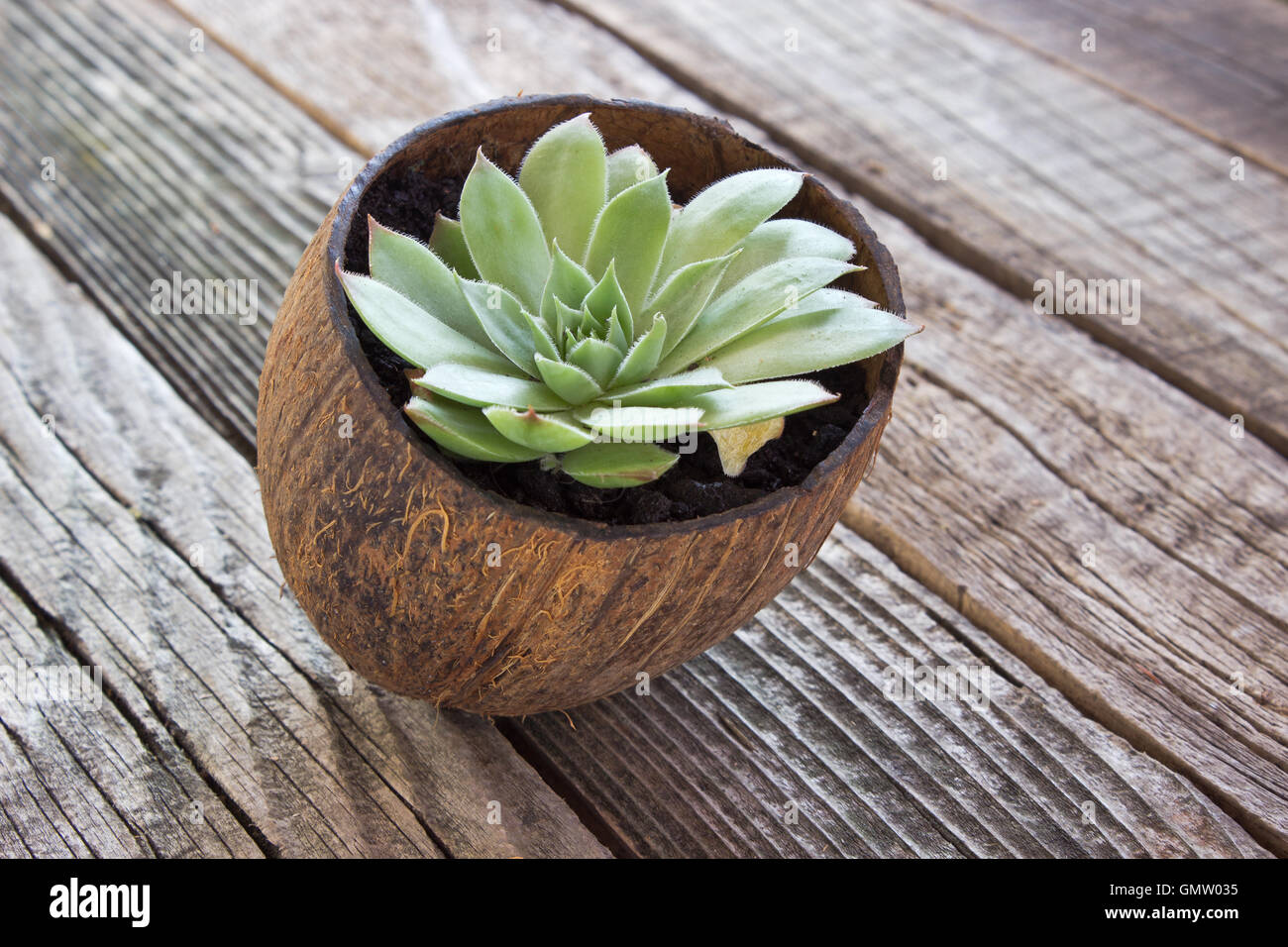 Houseleek plant (sempervivum) in coconut pot wooden background Stock ...