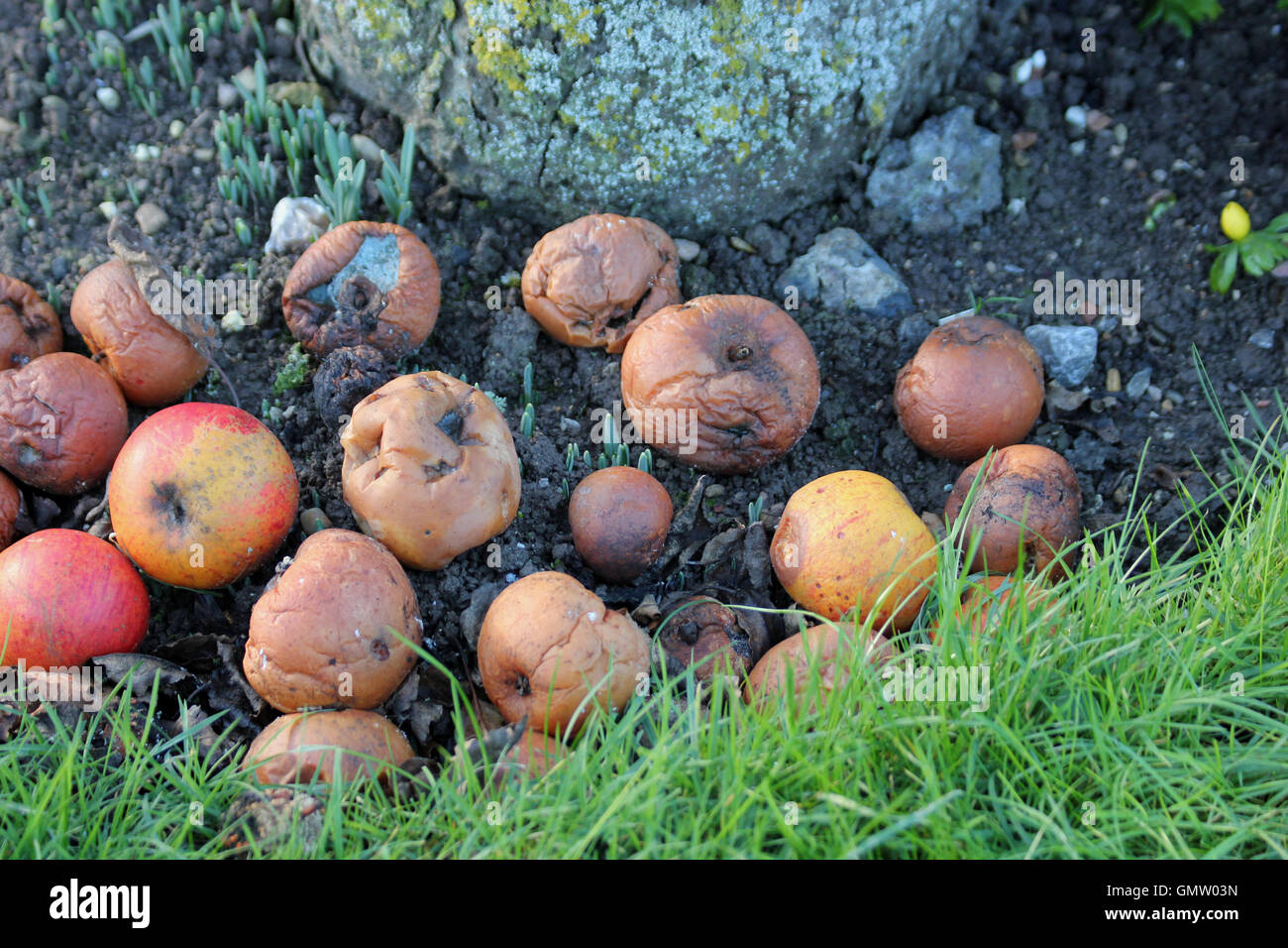Rotten apples hi-res stock photography and images - Alamy
