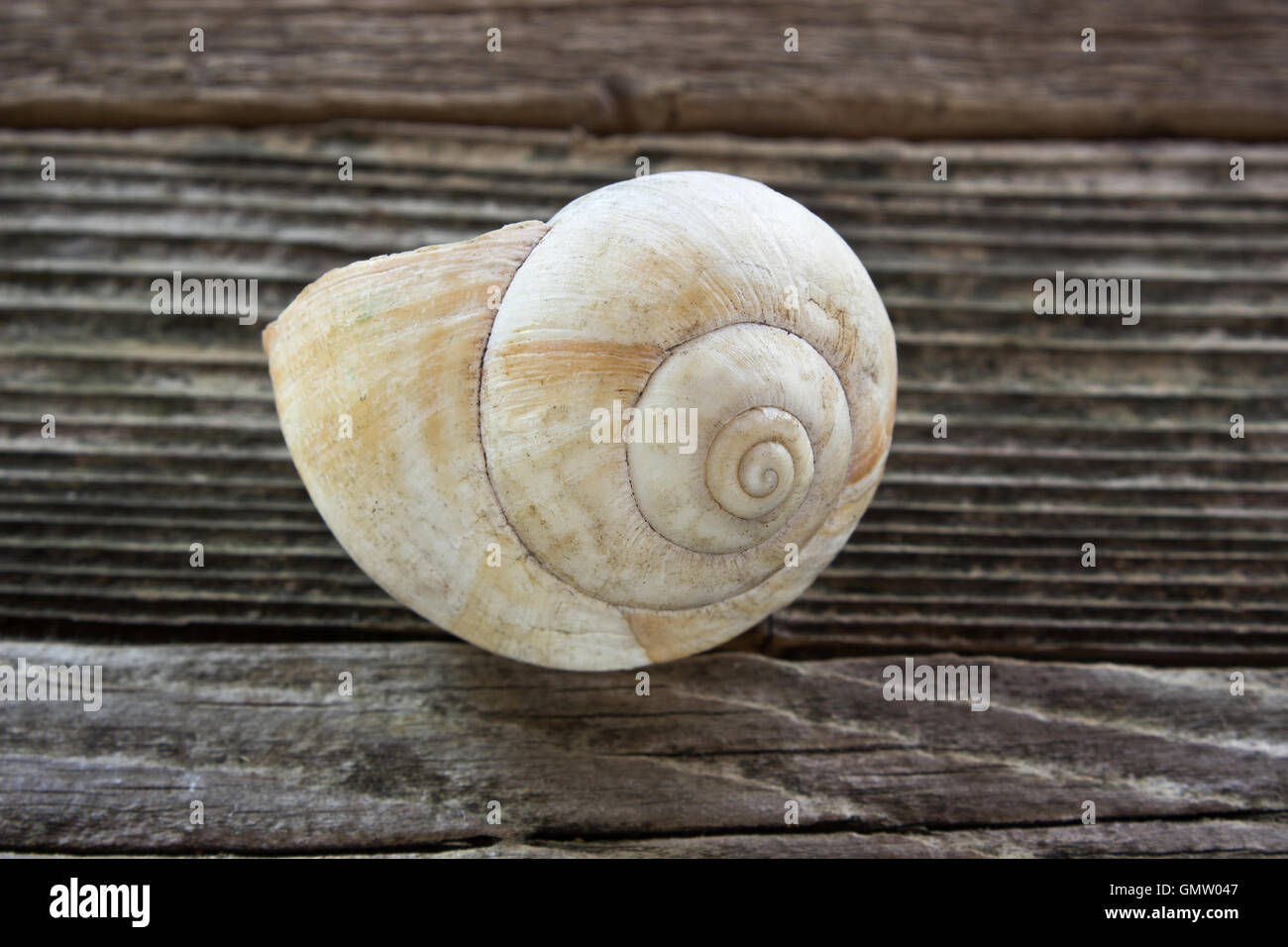 Beautiful spiral shell design hi-res stock photography and images - Alamy