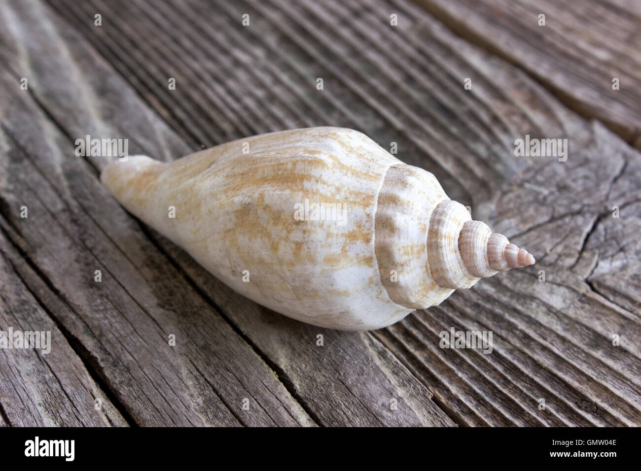 Beautiful spiral shell design hi-res stock photography and images - Alamy