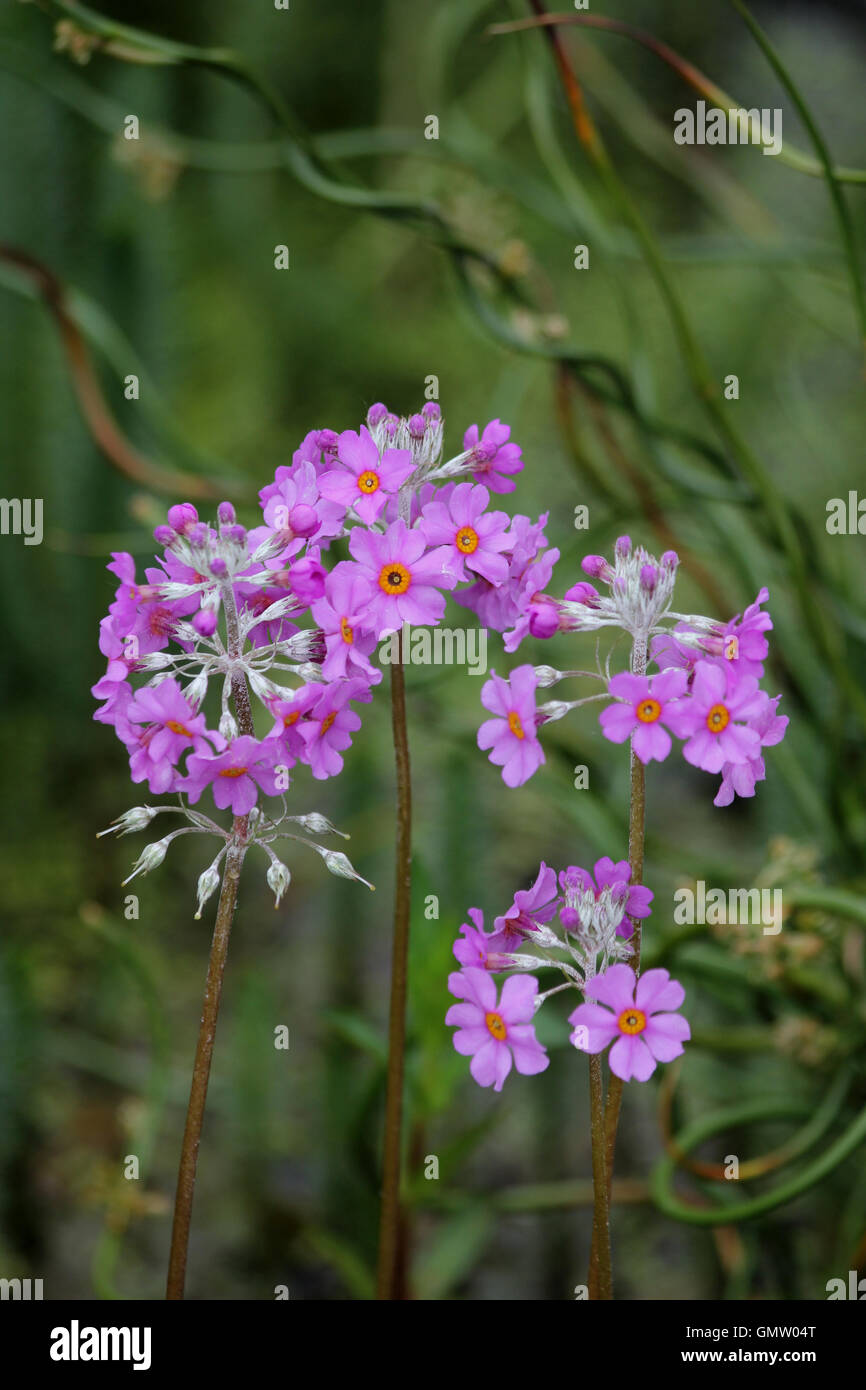 Flowering candelabra primula (Primula prolifera) in front of a blurred ...