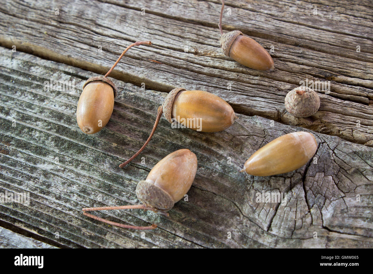 Oak acorns on wooden background Stock Photo - Alamy