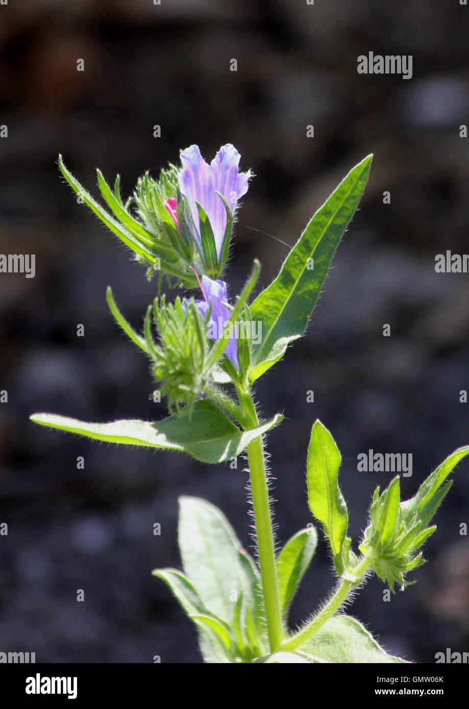 Echium 'blue bedder' (viper's bugloss) flower backlit by sun in front ...