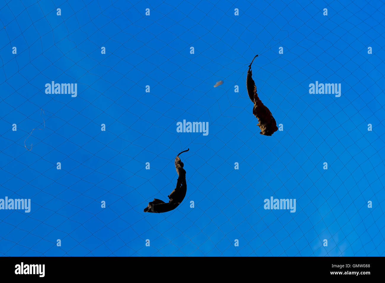 Pond leaves net hi-res stock photography and images - Alamy