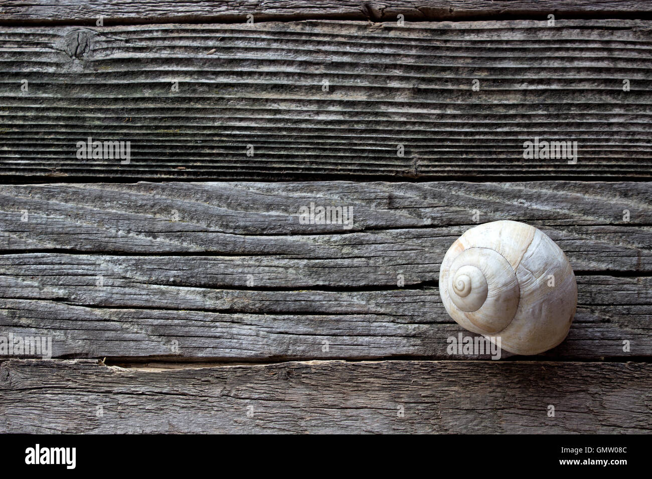 Spiral sea shell on wooden background Stock Photo - Alamy