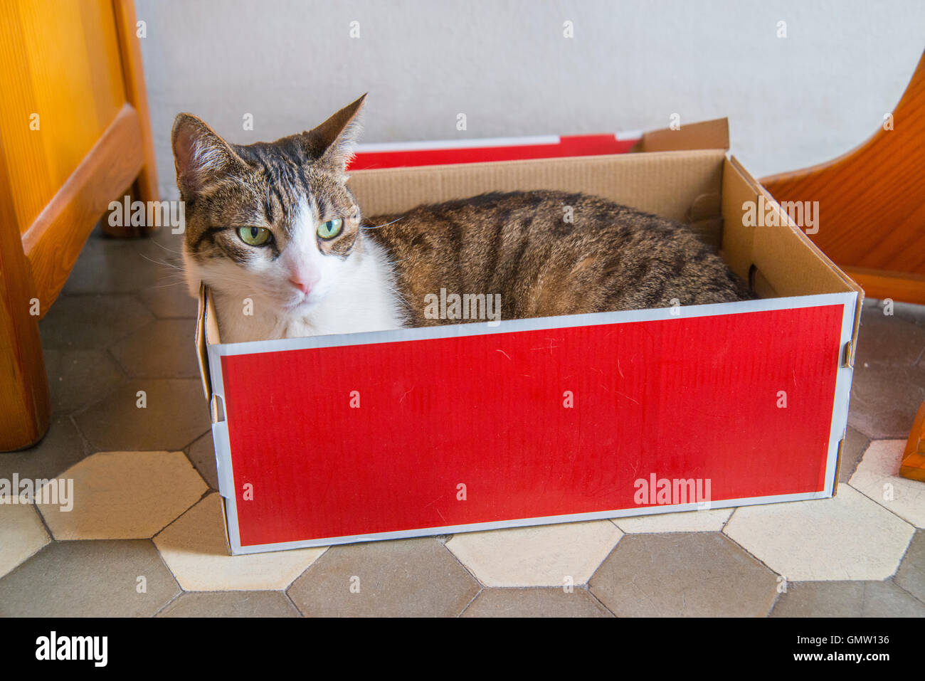 Tabby and white cat lying inside a cardboard box Stock Photo - Alamy