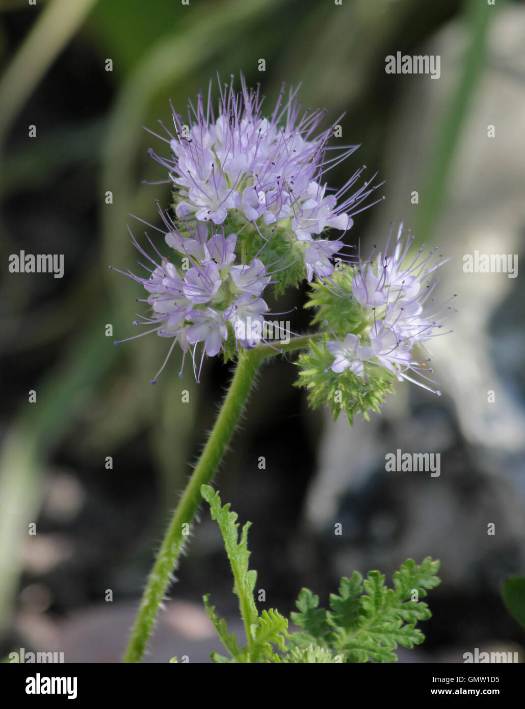 Phacelia phacelia tanacetifolia hi-res stock photography and images - Alamy