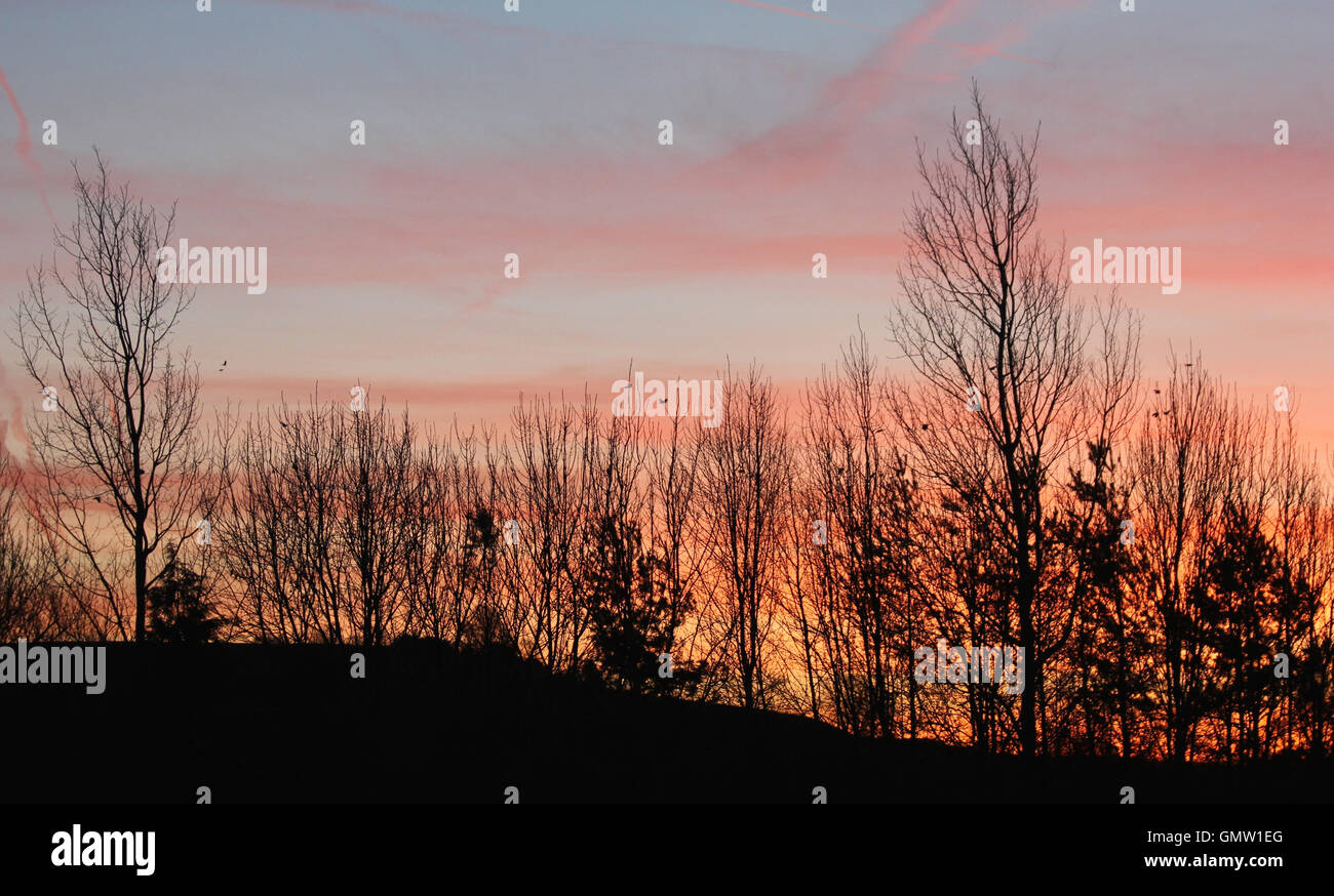 Pink contrails and cirrus clouds at sunrise against blue sky and ...