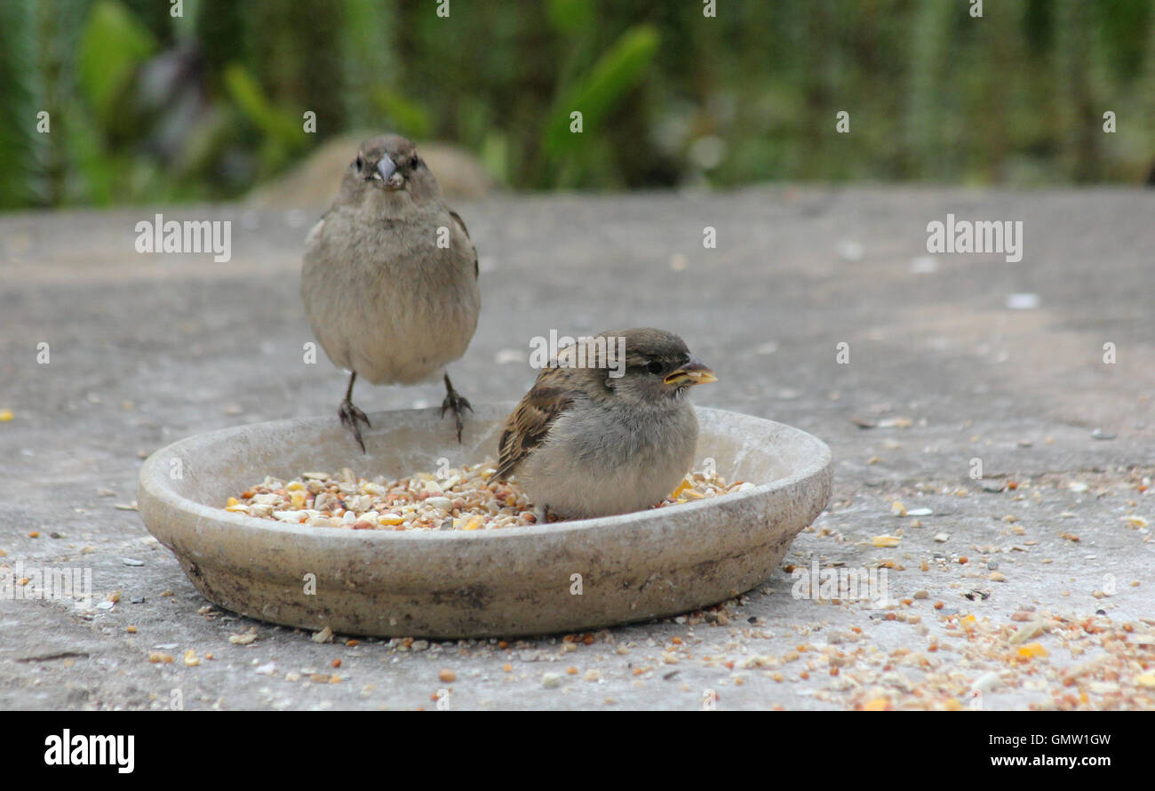 Juvenile house sparrows (Passer domesticus) eating bird seed in a clay ...