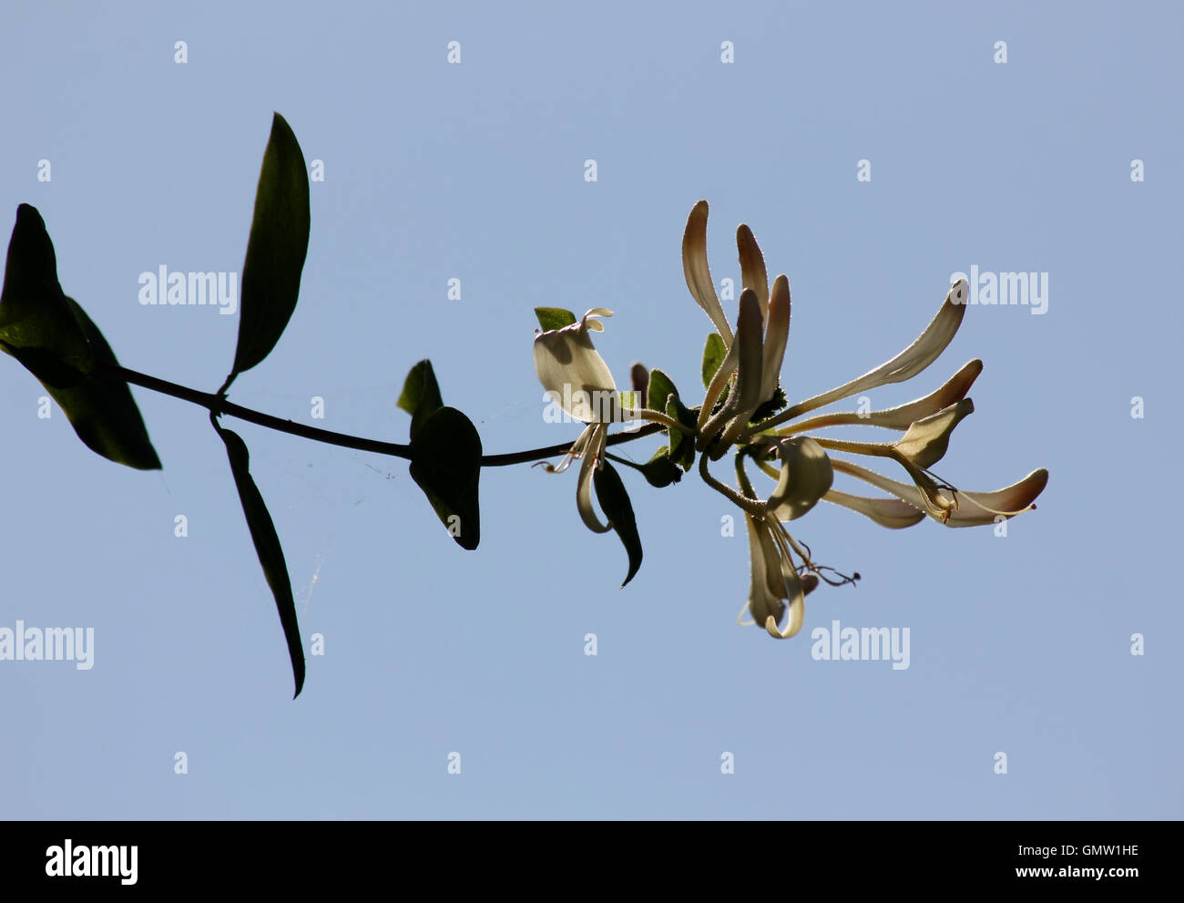 Stem and flowers of honeysuckle 'Graham Thomas' (Lonicera periclymenum ...