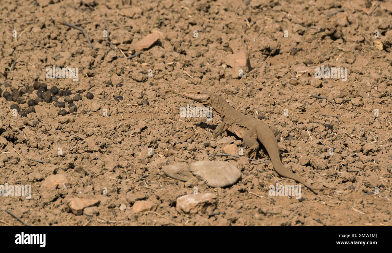 A common monitor lizard possibly on the lookout for its next meal, at ...