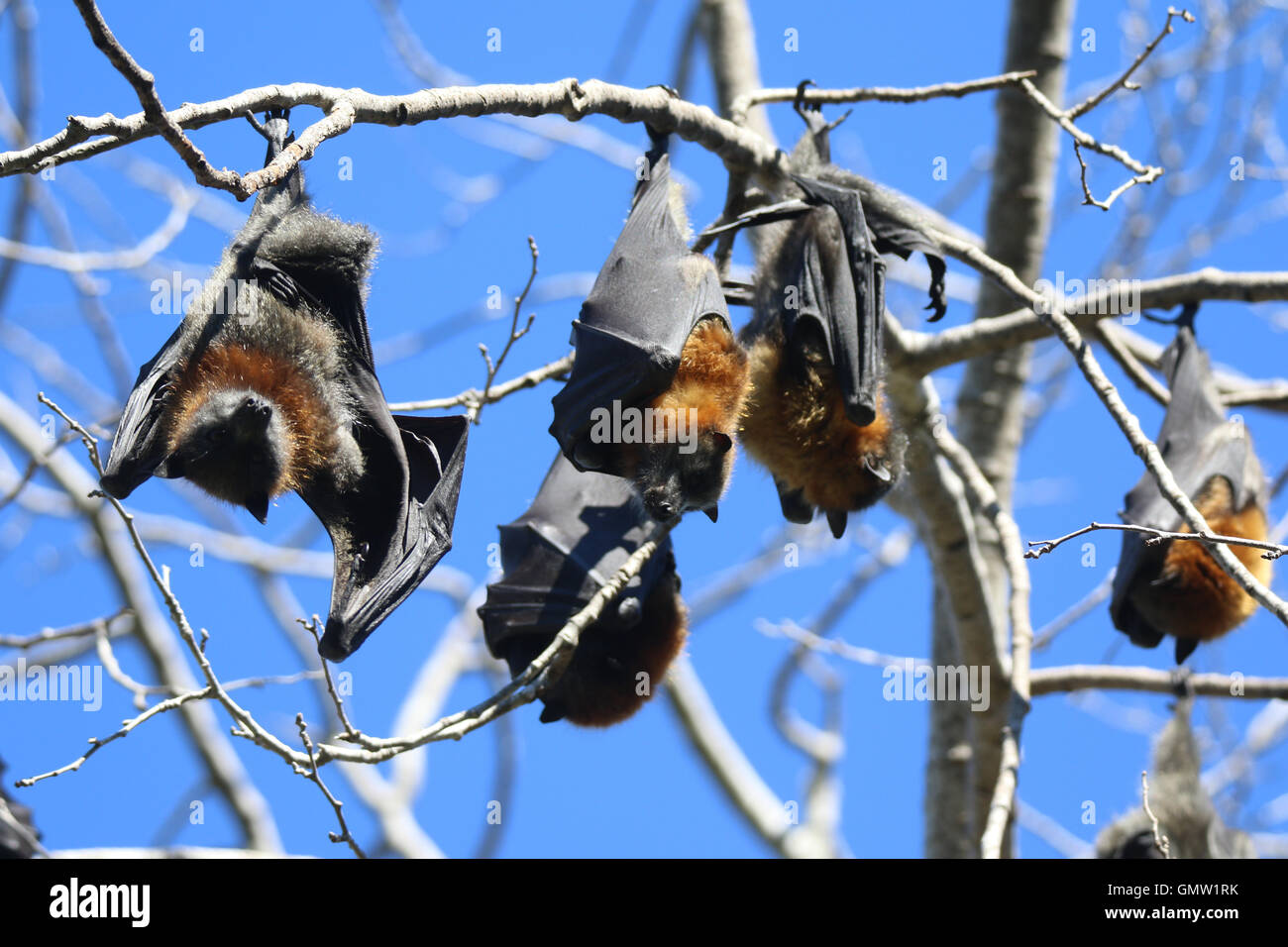 Australian flying foxes hi-res stock photography and images - Alamy