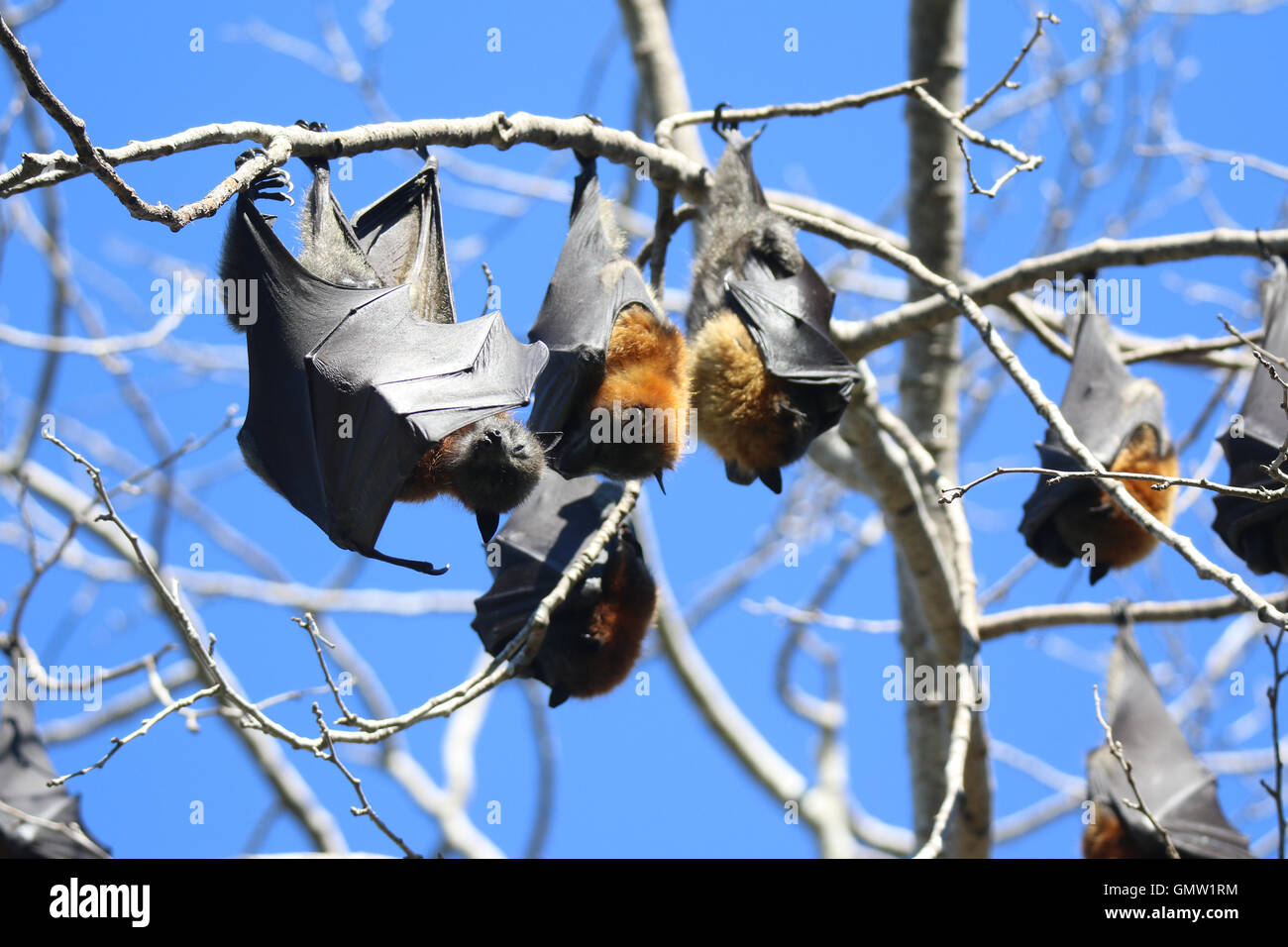 Grey headed flying foxes in australia hi-res stock photography and ...