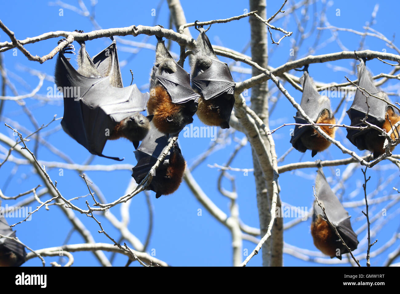 Australian flying foxes hi-res stock photography and images - Alamy