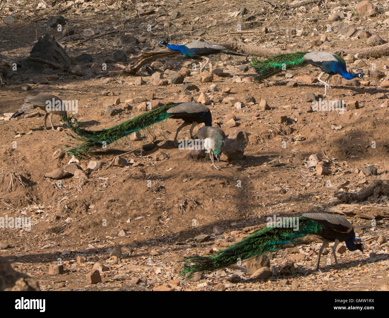 Peacock pavo cristatus sariska wildlife hi-res stock photography and ...