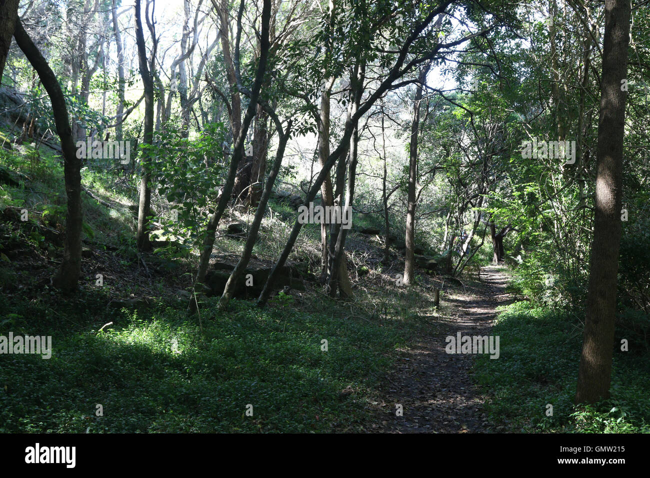Two track trail hi-res stock photography and images - Alamy
