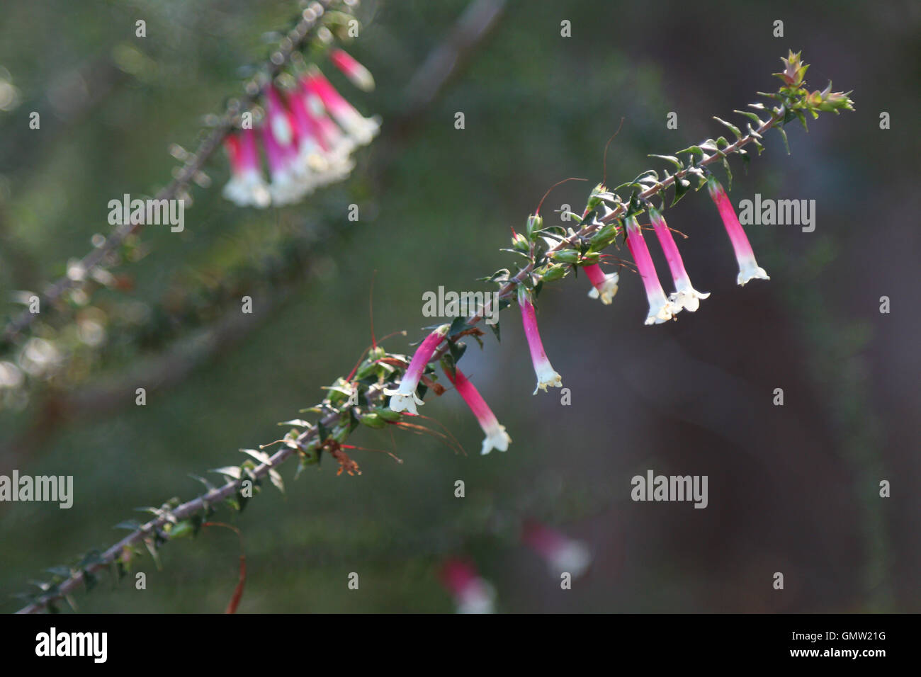 Reflexa hi-res stock photography and images - Alamy