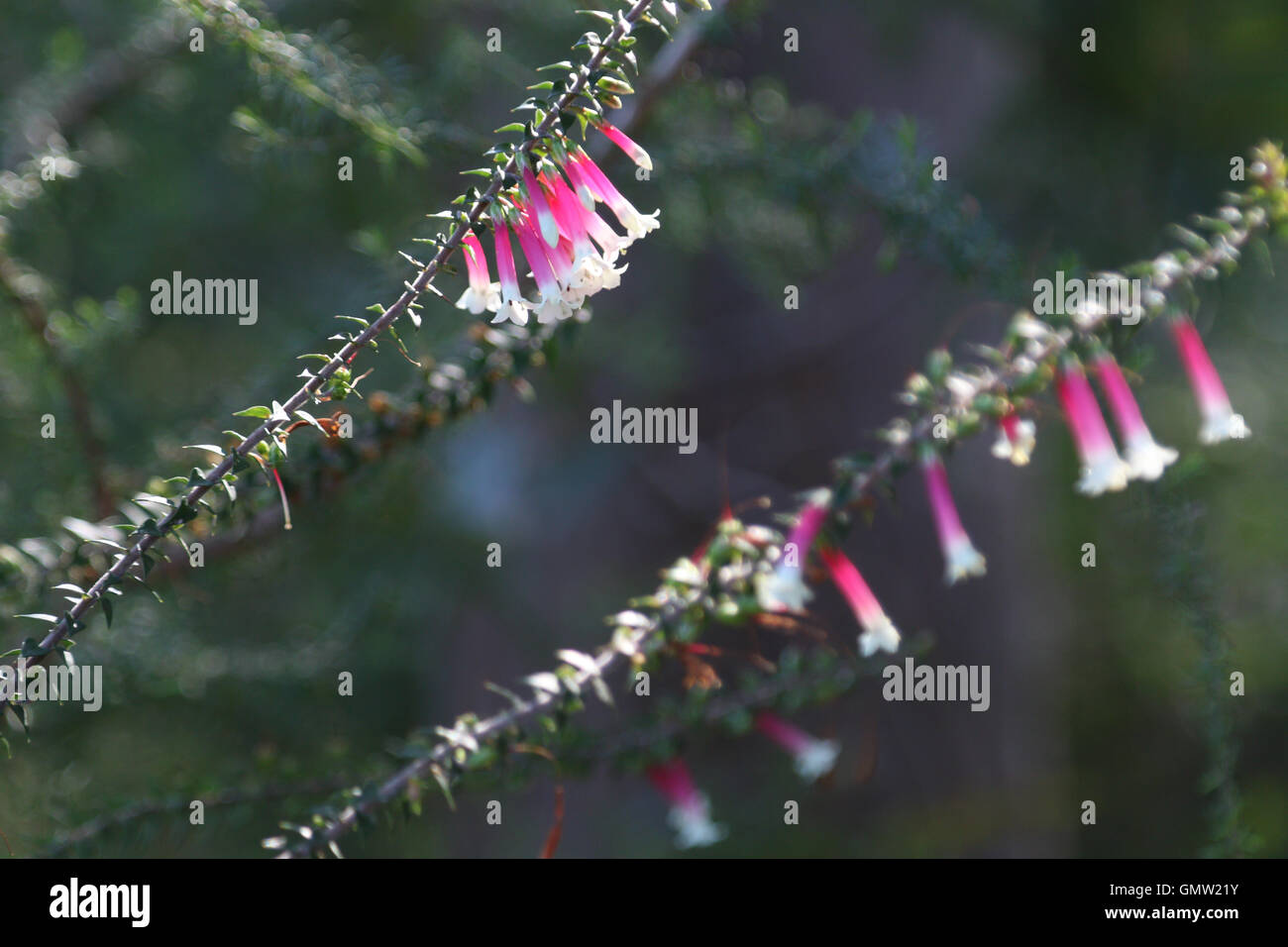 Correa reflexa (Common Correa/Native Fuschia) along the Two Valley ...