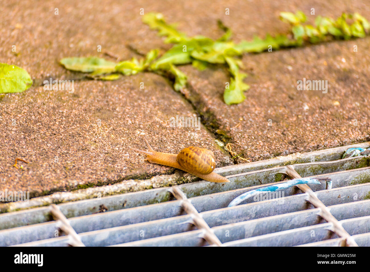 Electric Snail High Resolution Stock Photography and Images - Alamy