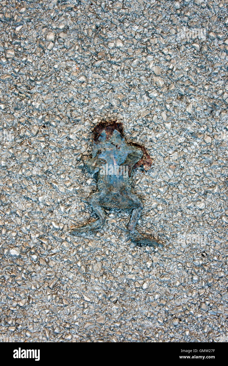 Squashed toad or frog on the road Stock Photo - Alamy