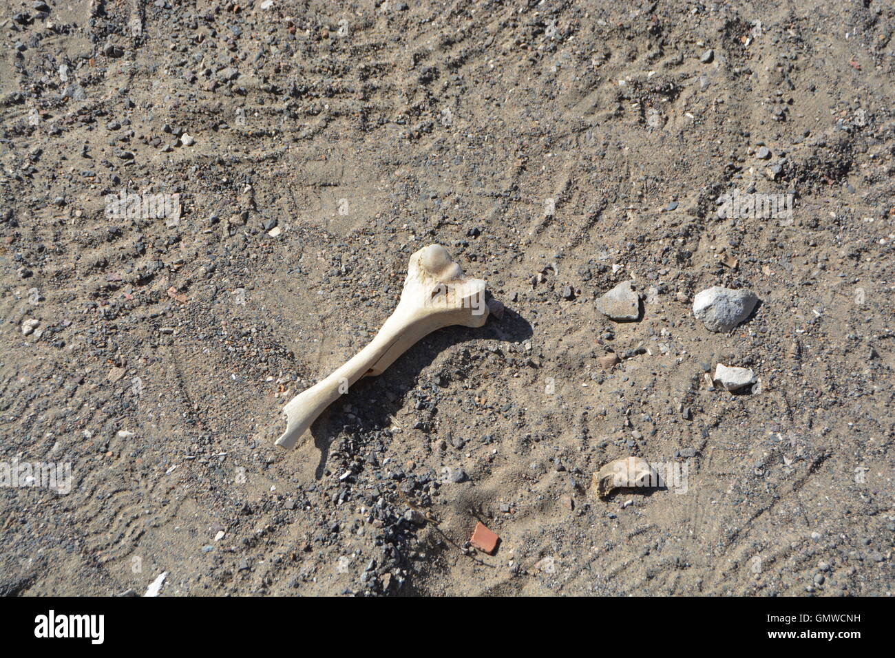 Chauchilla Cemetery, Nazca Burial, Nazca, Peru Stock Photo - Alamy