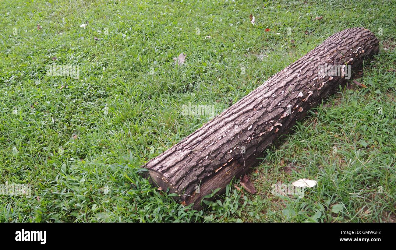 Log lying in some grass Stock Photo - Alamy