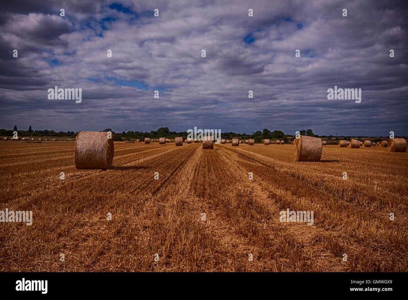 Golden hay field hi-res stock photography and images - Alamy