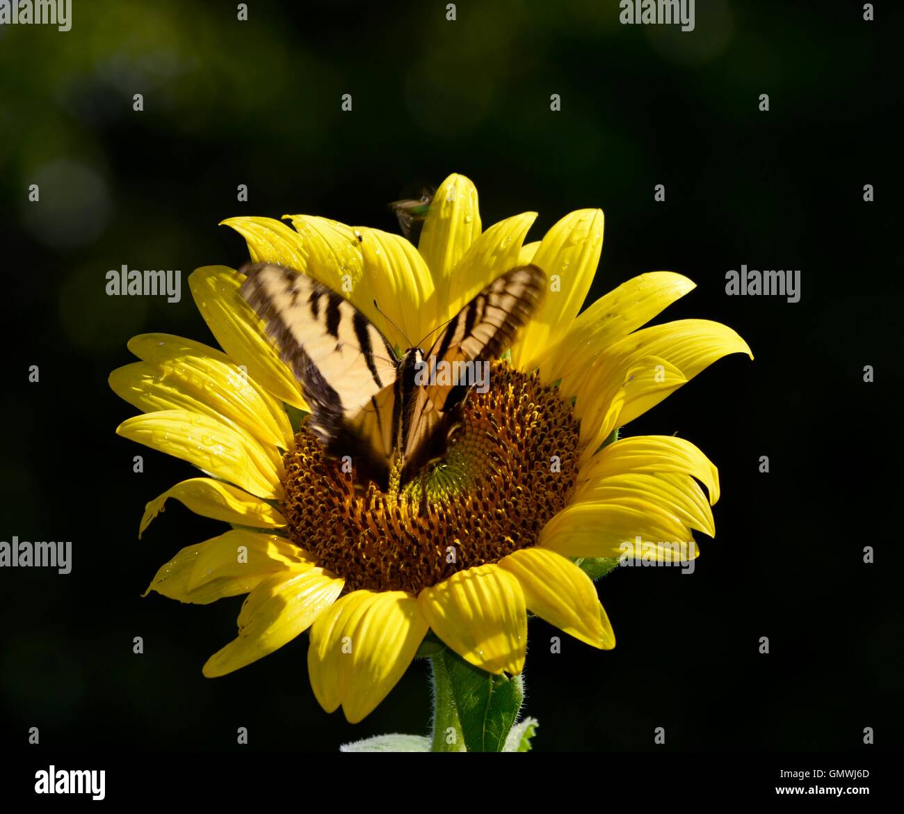 Butterfly sunflower hi-res stock photography and images - Alamy