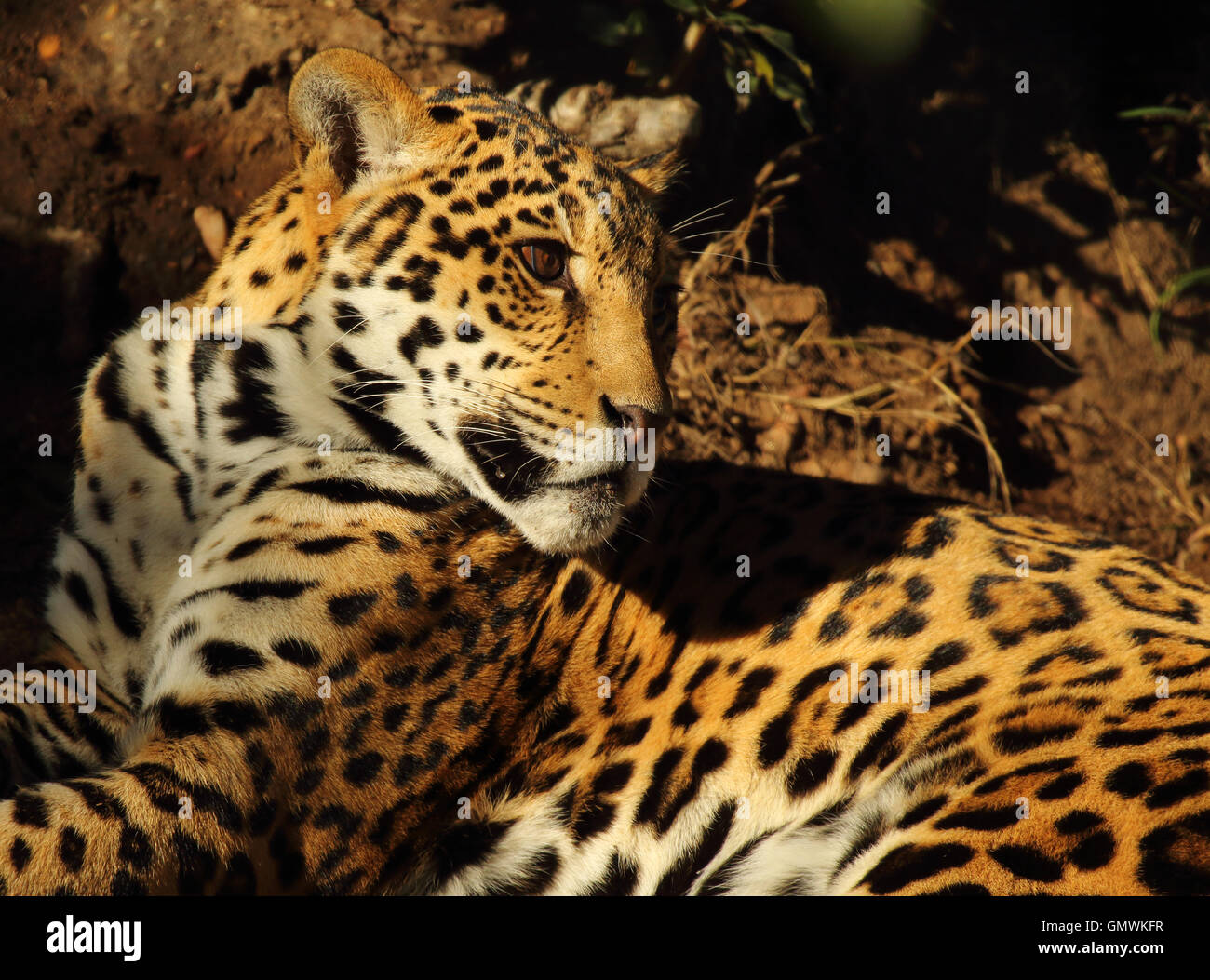 A jaguar looking back Stock Photo - Alamy