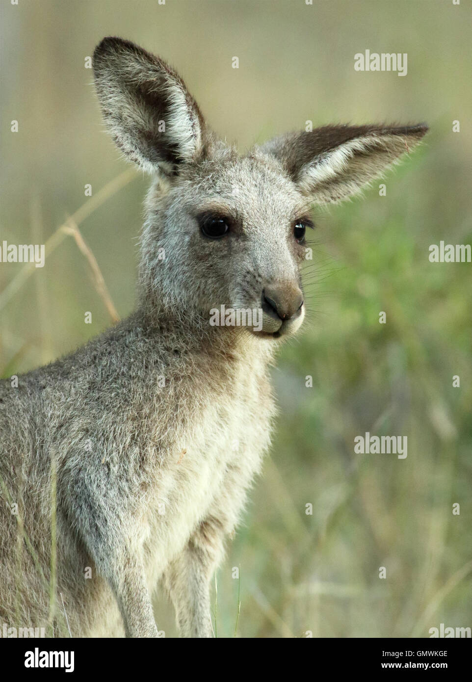 Kangaroo spring hi-res stock photography and images - Alamy