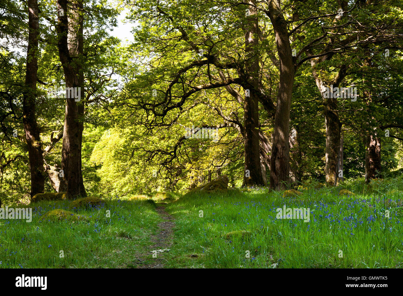 A path through bluebell woods with dappled sunshine Stock Photo - Alamy