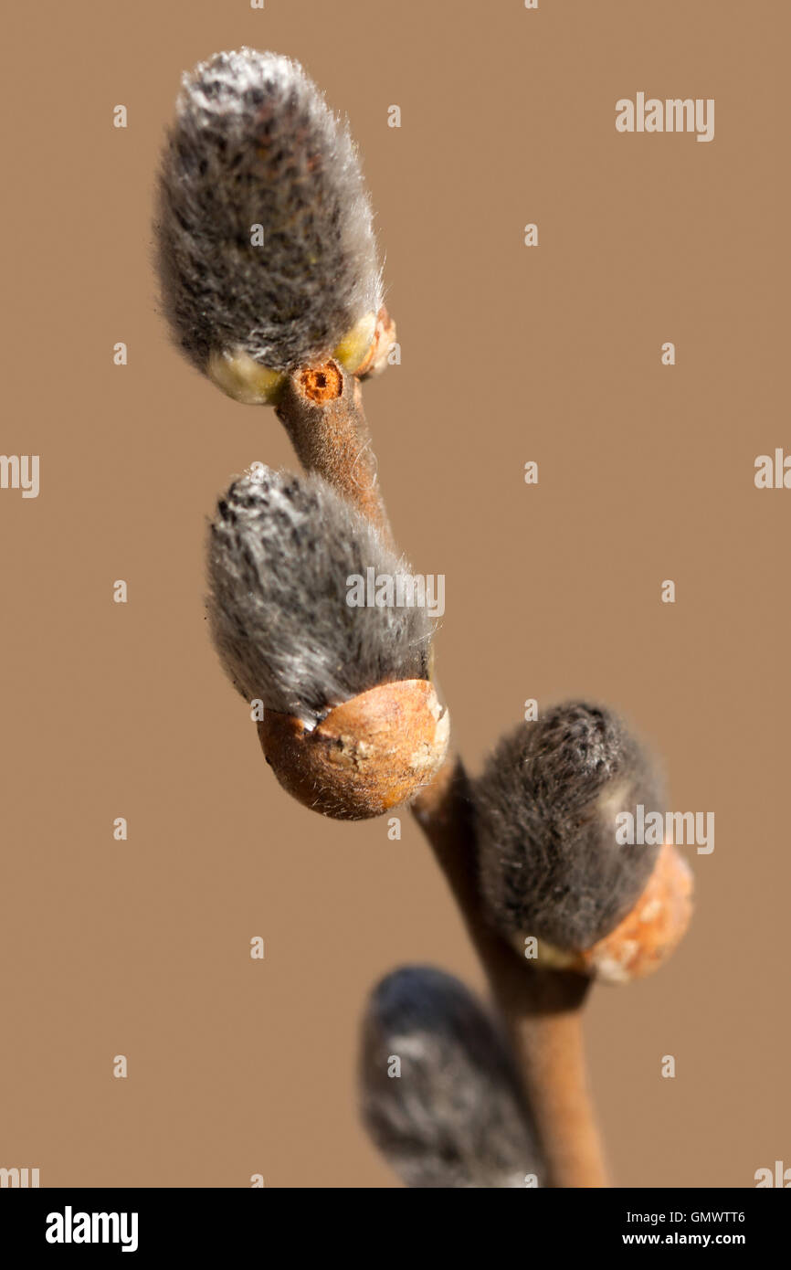 Tree bud growth Stock Photo - Alamy