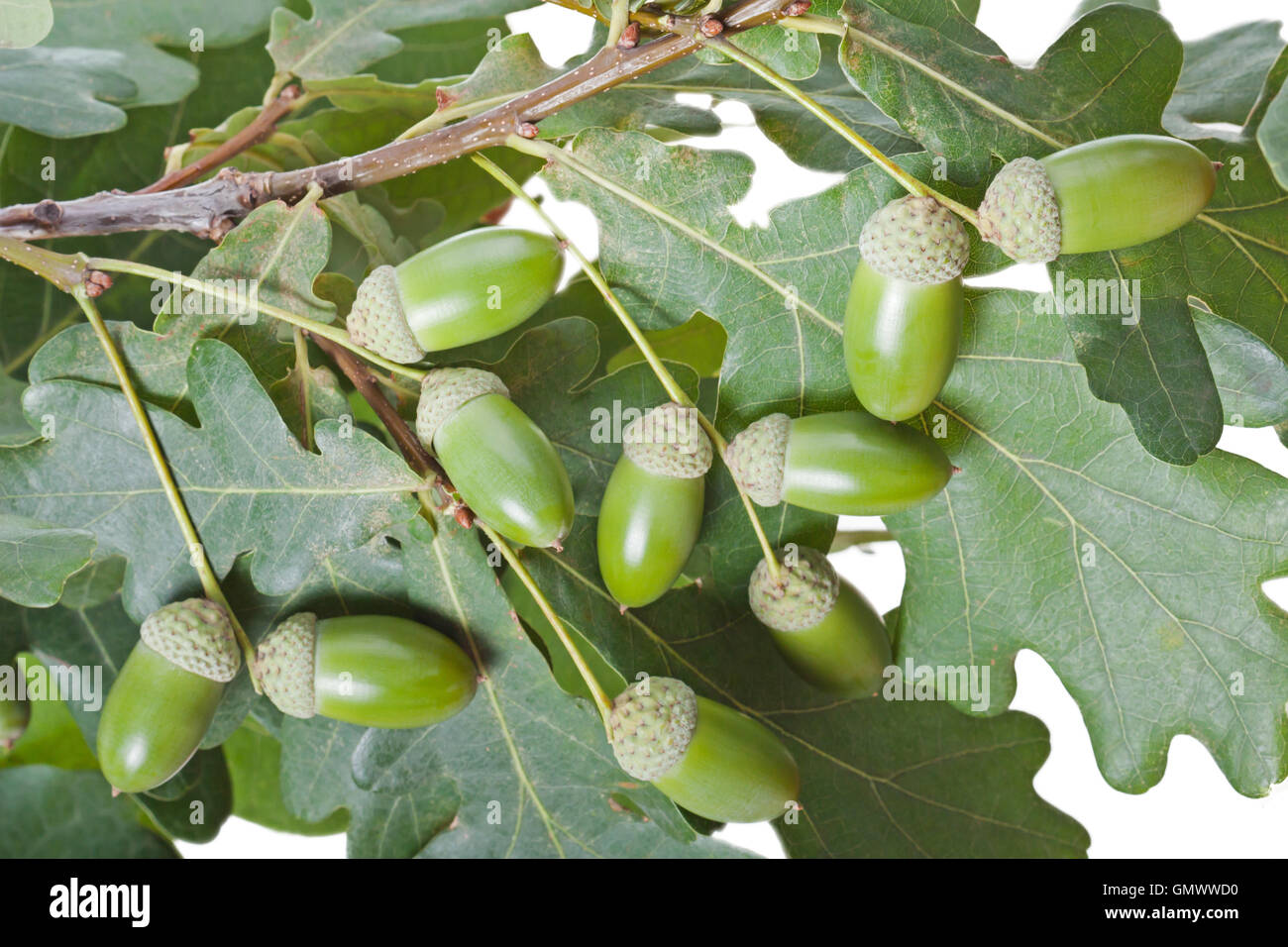Oak tree fruit hi-res stock photography and images - Alamy