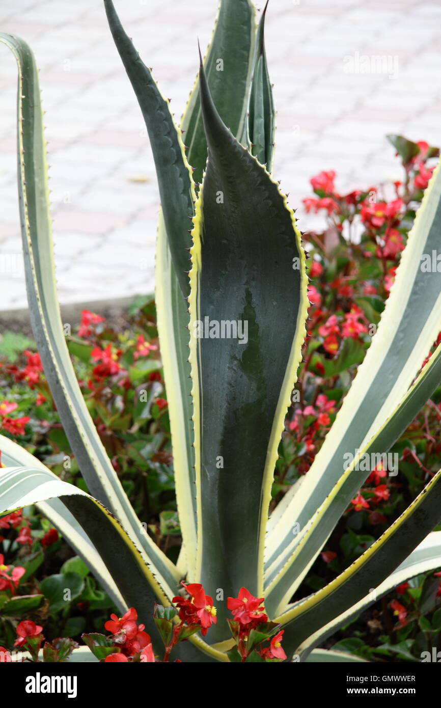 big green plant Stock Photo - Alamy