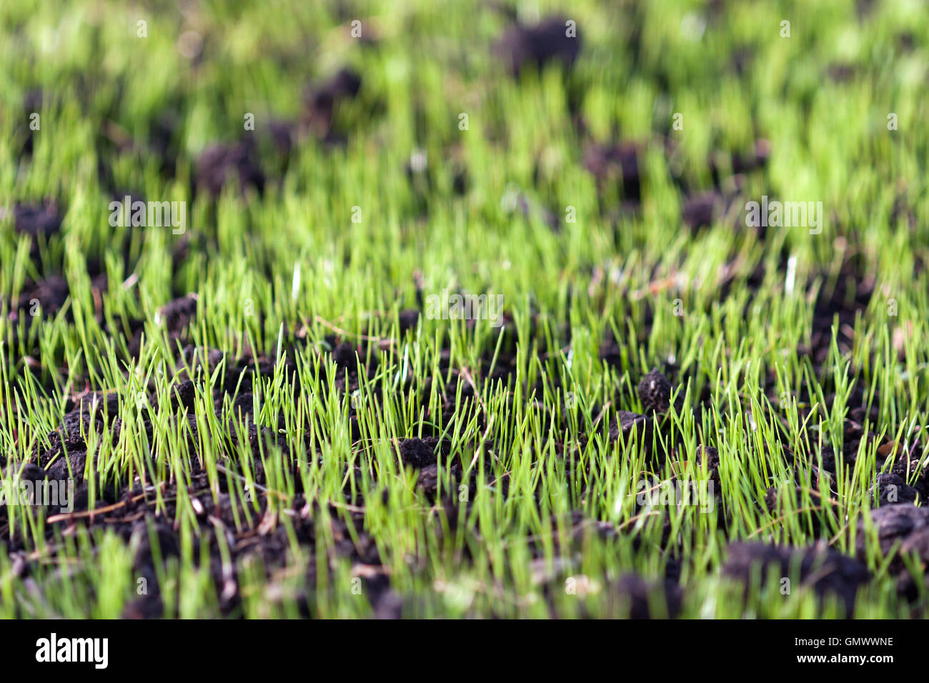 Turf grass root hi-res stock photography and images - Alamy