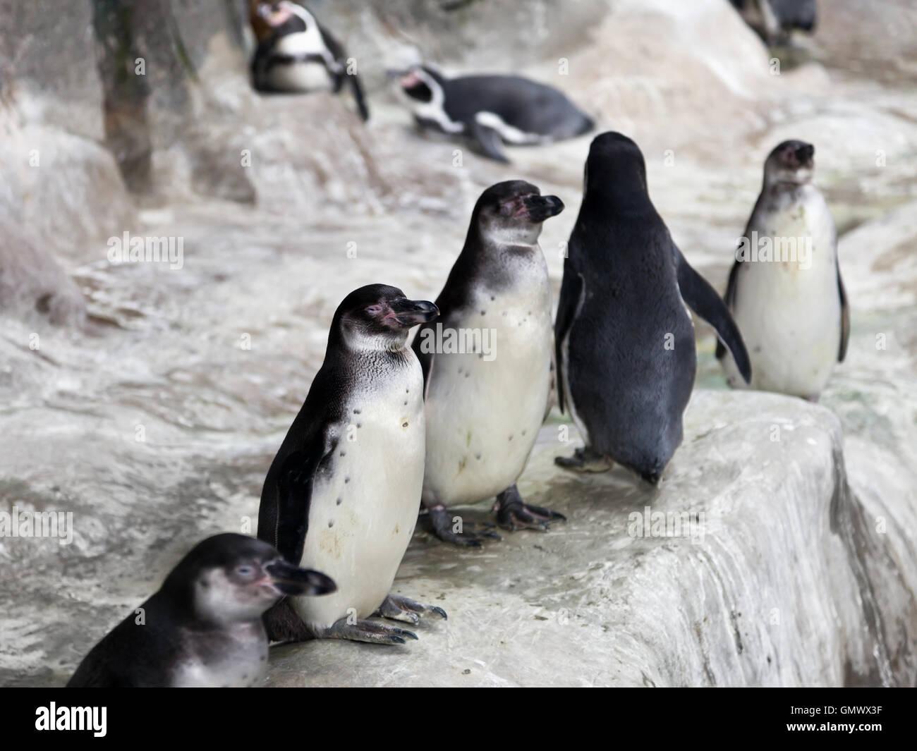 Penguins on snow ice Stock Photo - Alamy