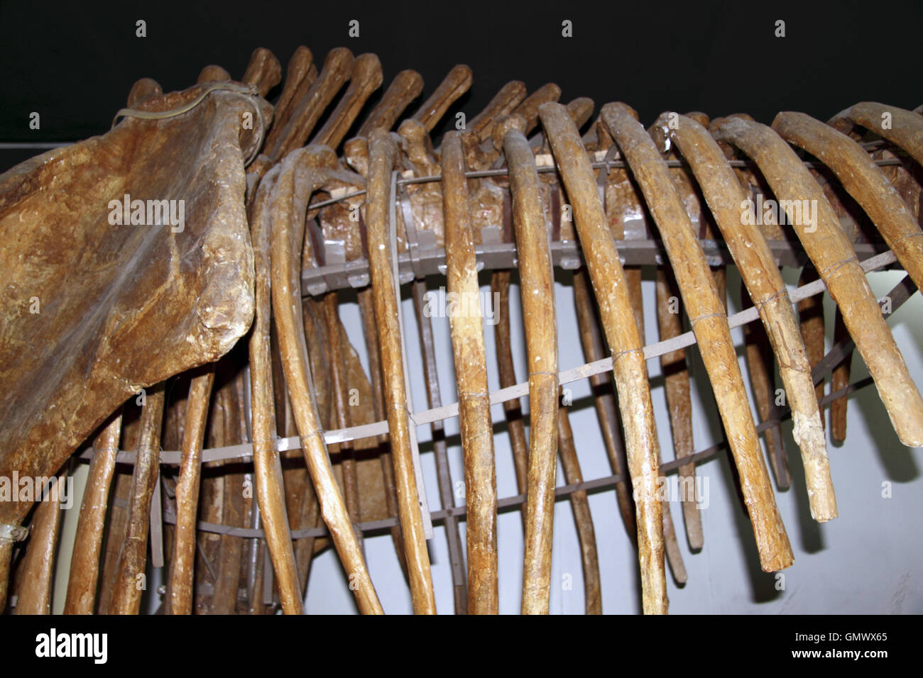 Bone of dinosaur hi-res stock photography and images - Alamy