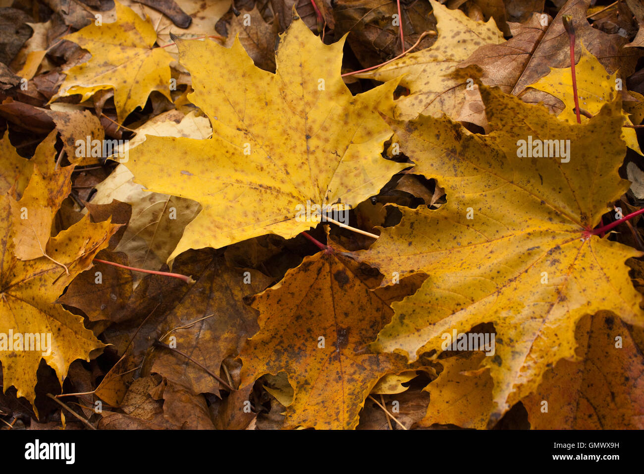 Abstract leaf image hi-res stock photography and images - Alamy